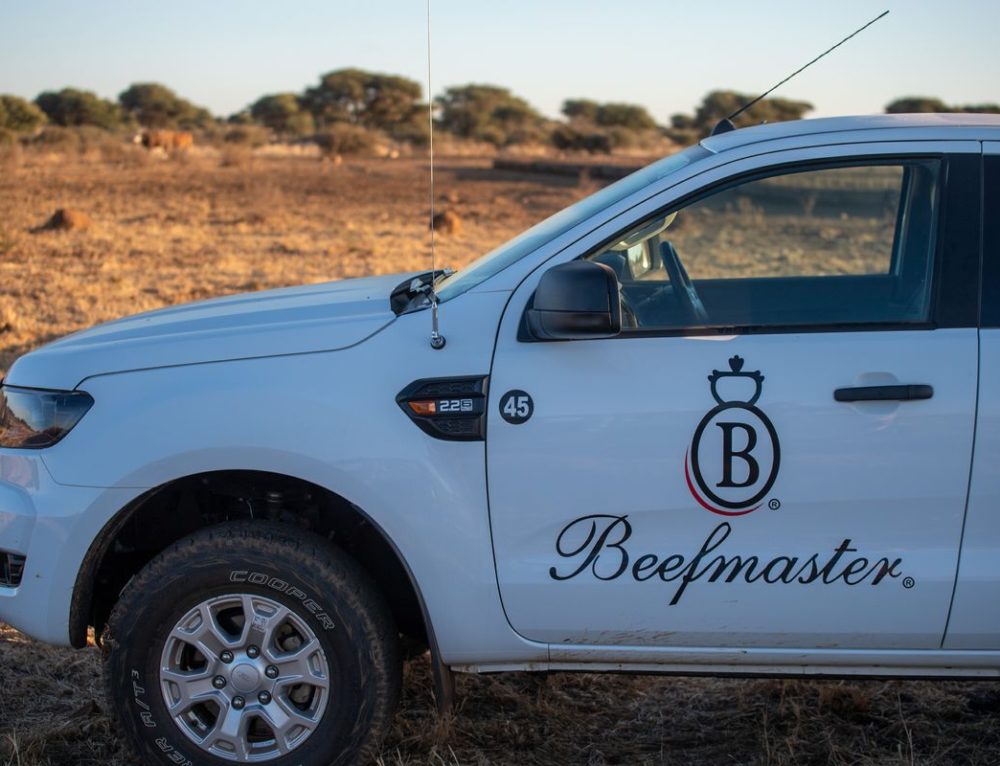 Cattle Farming - Everythig You Want to Know | Beefmaster