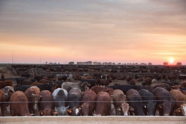 Cattle Farming - Everythig You Want to Know | Beefmaster