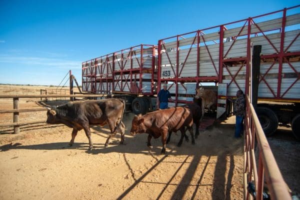 Beef Operations (A Full Overview) - Beefmaster Group