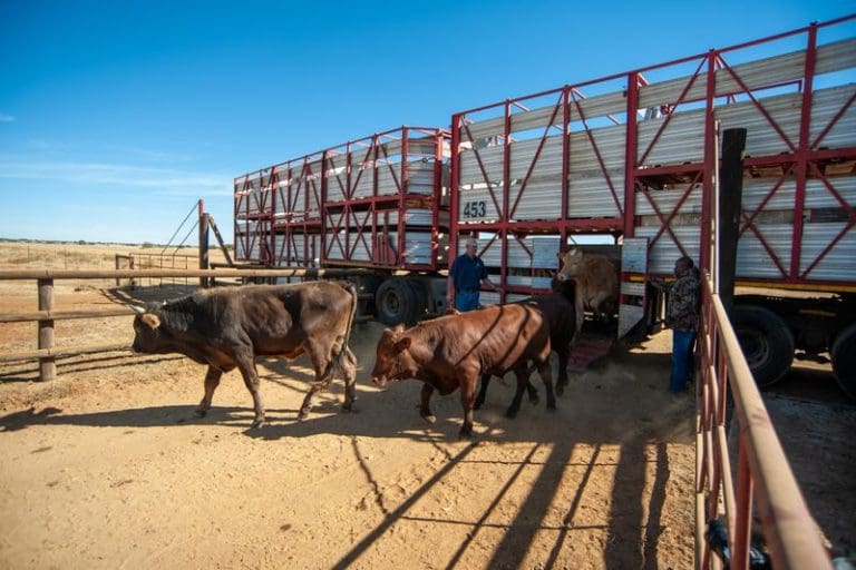 Beef Operations (A Full Overview) - Beefmaster Group