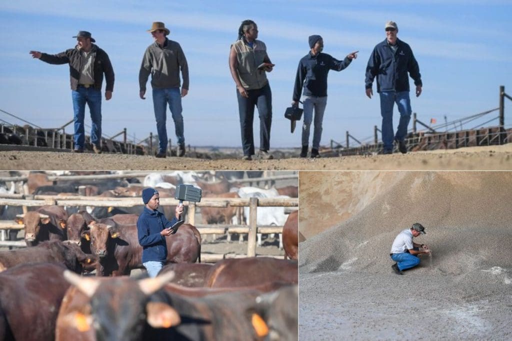 Feedlot Operations & Process Overview - Beefmaster