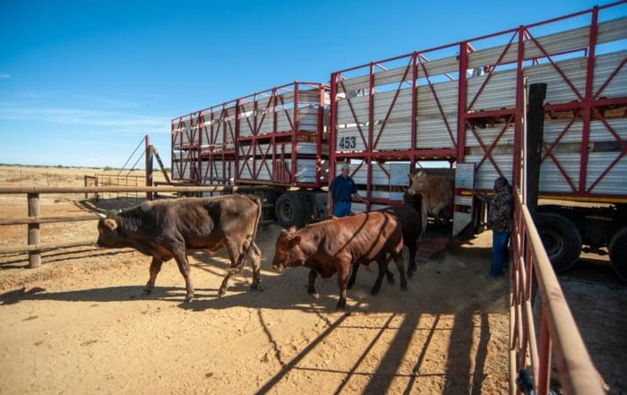 Recent News - Beefmaster Group | A Cut Above The Rest